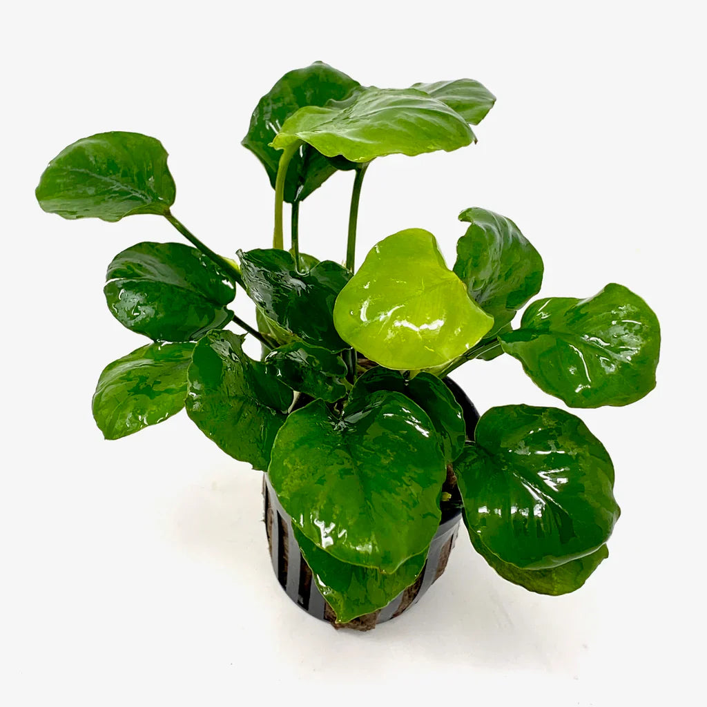 Epiphytes Combo – Veda Aquarium