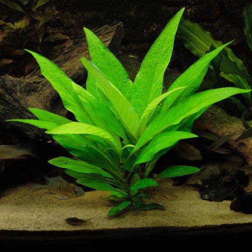 Pot Temple Mint Narrow leaf – Veda Aquarium
