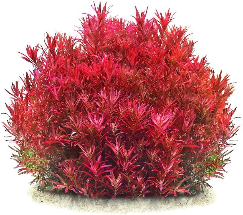 ADA TC-Rotala Rotundifolia 'Blood Red' – Veda Aquarium
