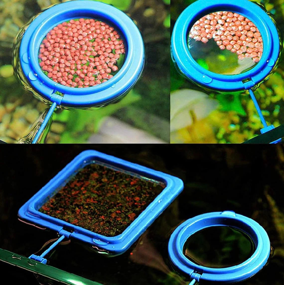 Food feeding Ring – Veda Aquarium