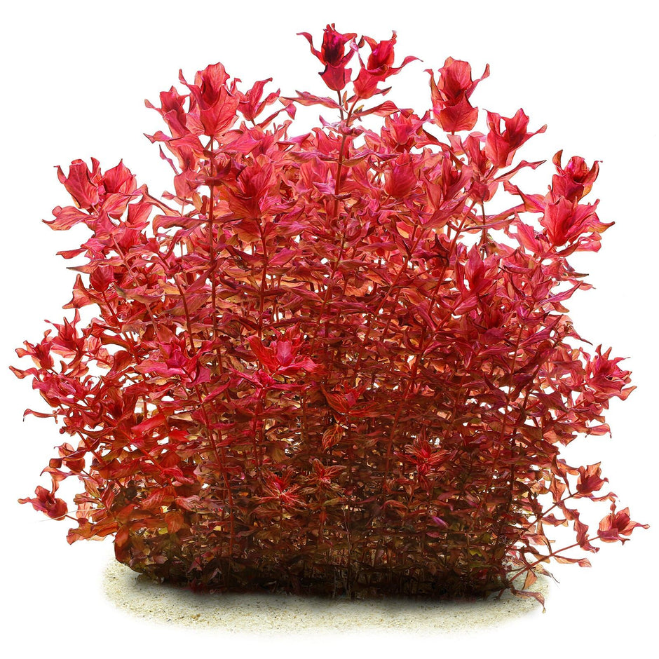 Aquarium Plants (TC & Pot) – Veda Aquarium