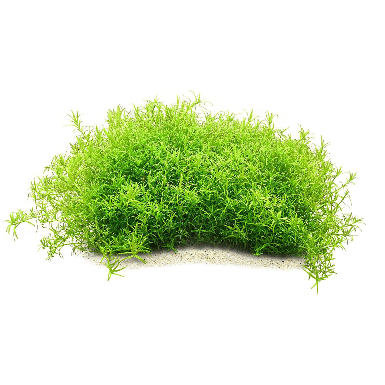 ADA TC-Rotala Rotundifolia Wayanad – Veda Aquarium