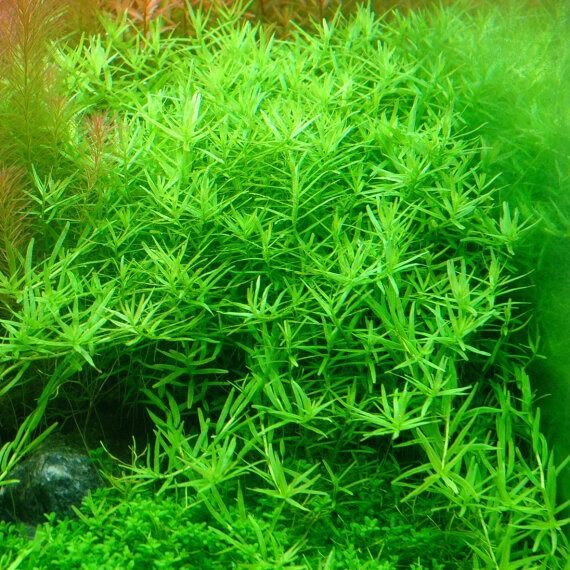 ADA TC-Rotala Rotunfolia Green – Veda Aquarium
